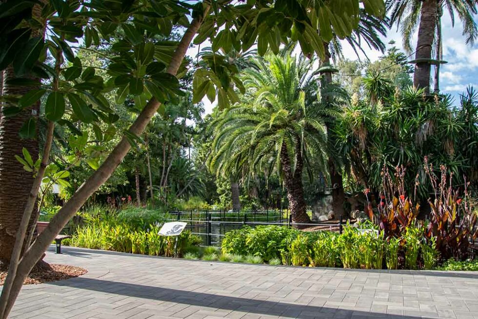 Perth Zoo Main Lake Refurbishment - Josh Byrne & Associates