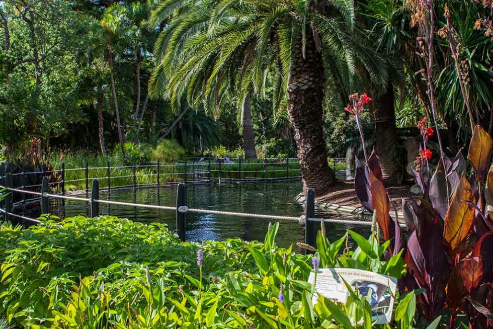 Perth Zoo Main Lake Refurbishment - Josh Byrne & Associates